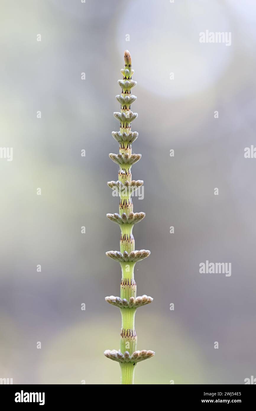 Equisetum sylvaticum, the wood horsetail, is used as an indicator plant ...
