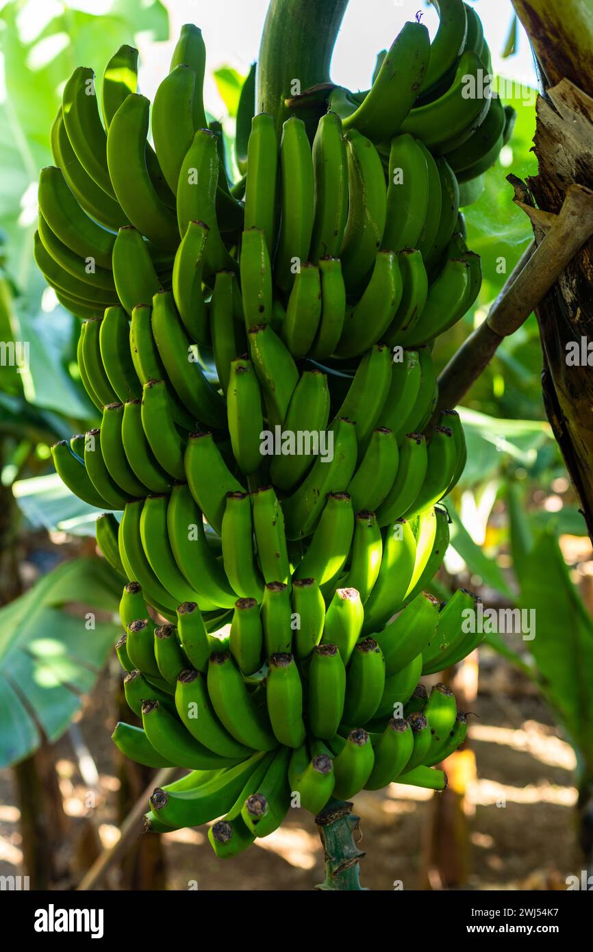 Tourist footpath through a small banana plantation in Funchal area on ...