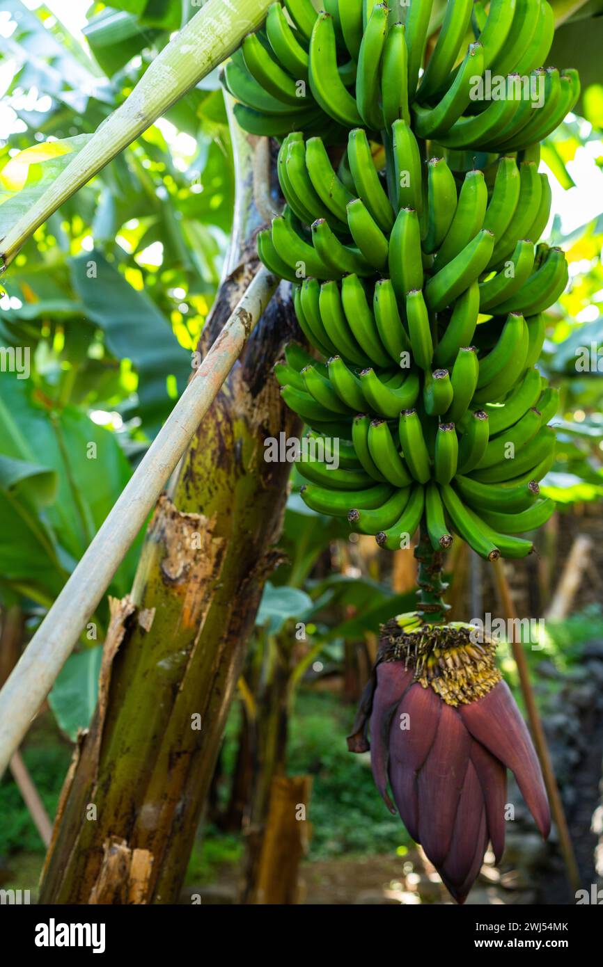 Tourist footpath through a small banana plantation in Funchal area on ...