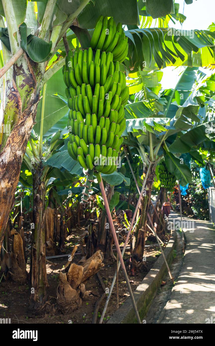 Tourist footpath through a small banana plantation in Funchal area on ...