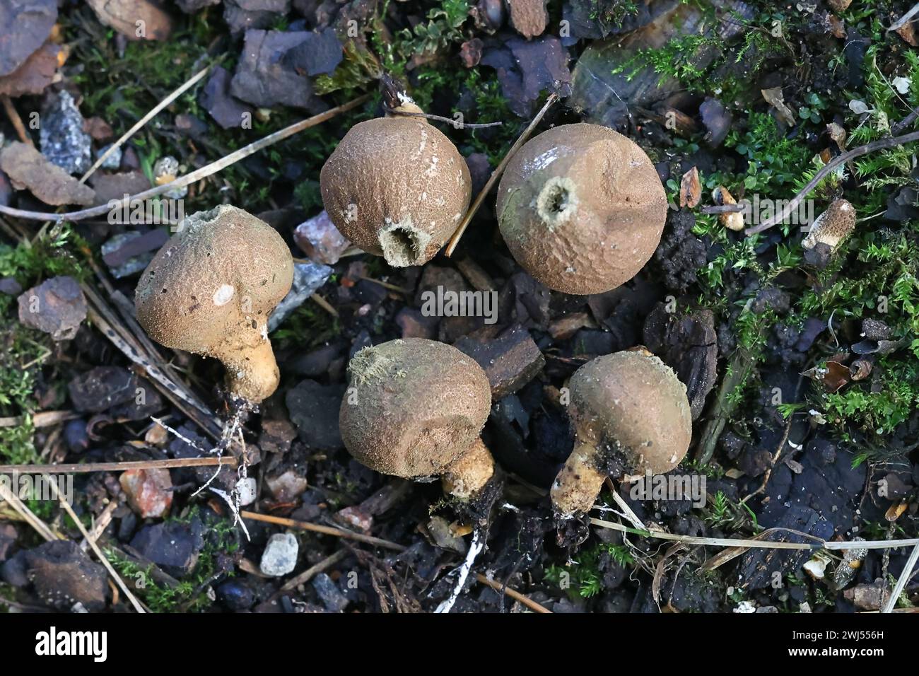 Lycoperdon pyriforme, known as the pear-shaped puffball or stump ...