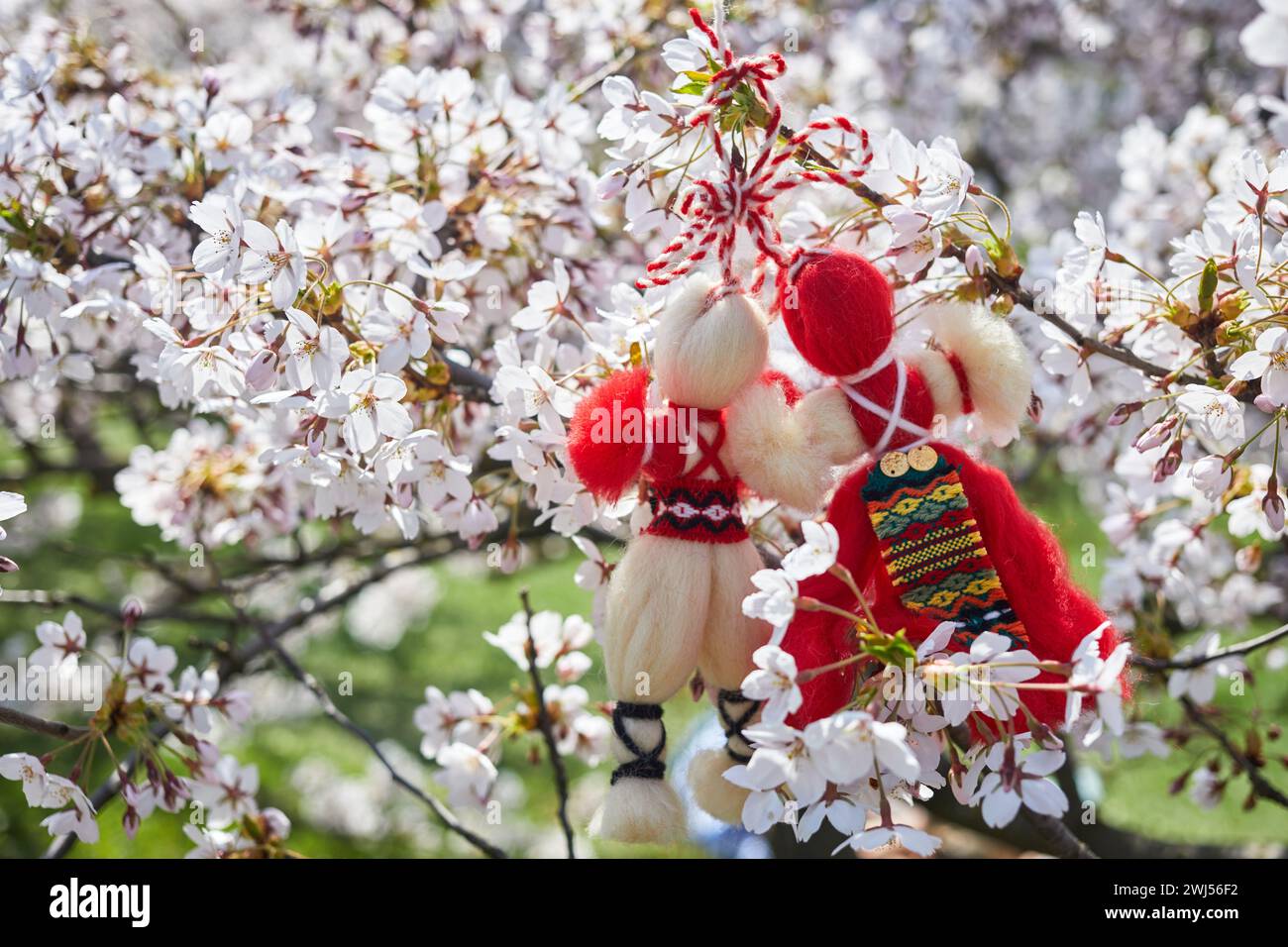 Bulgarian traditional spring decor Martenitsa on the cherry blossom ...