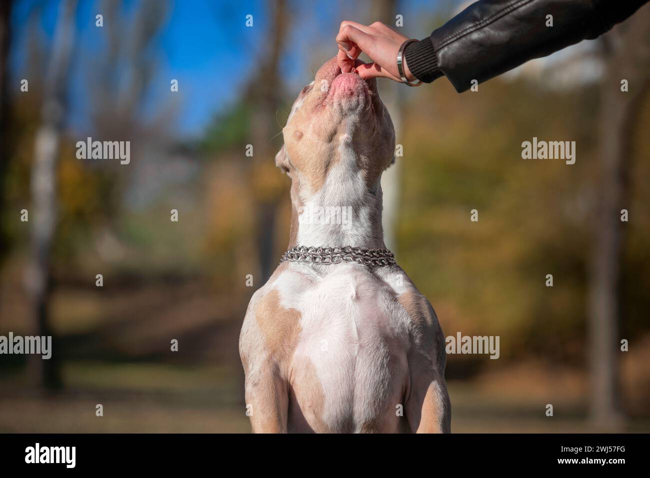 Encouragement during training a female hand feeding a dog Stock Photo ...