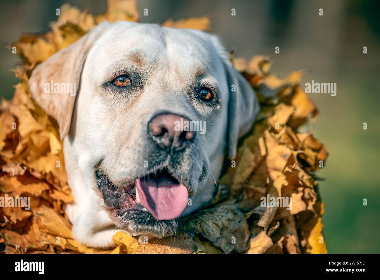 Autumn an adult Labrador dog of fawn color smiling with a wreath of ...