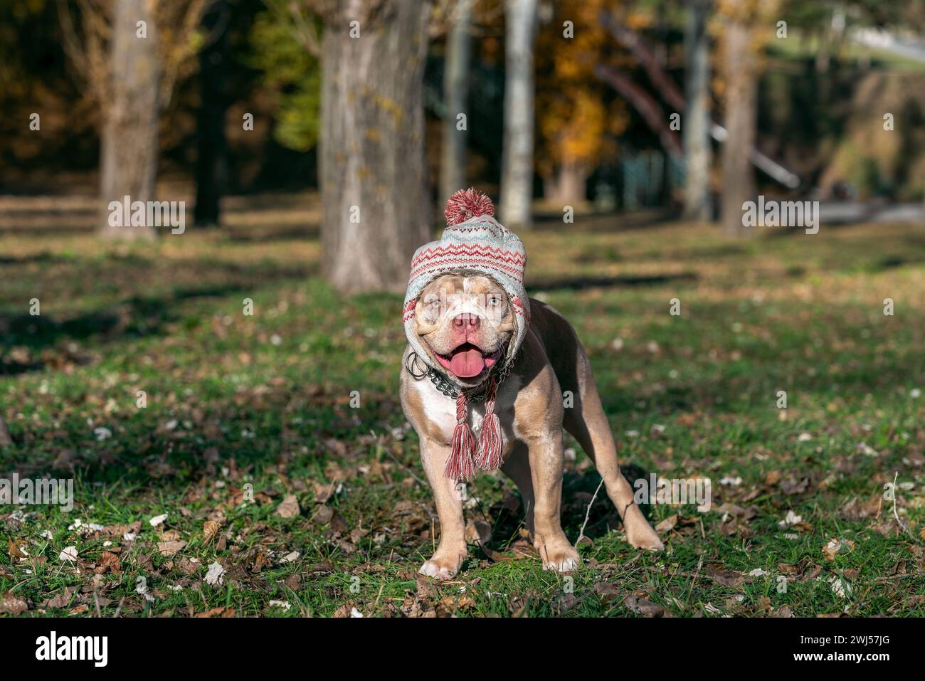 American bully hi-res stock photography and images - Alamy