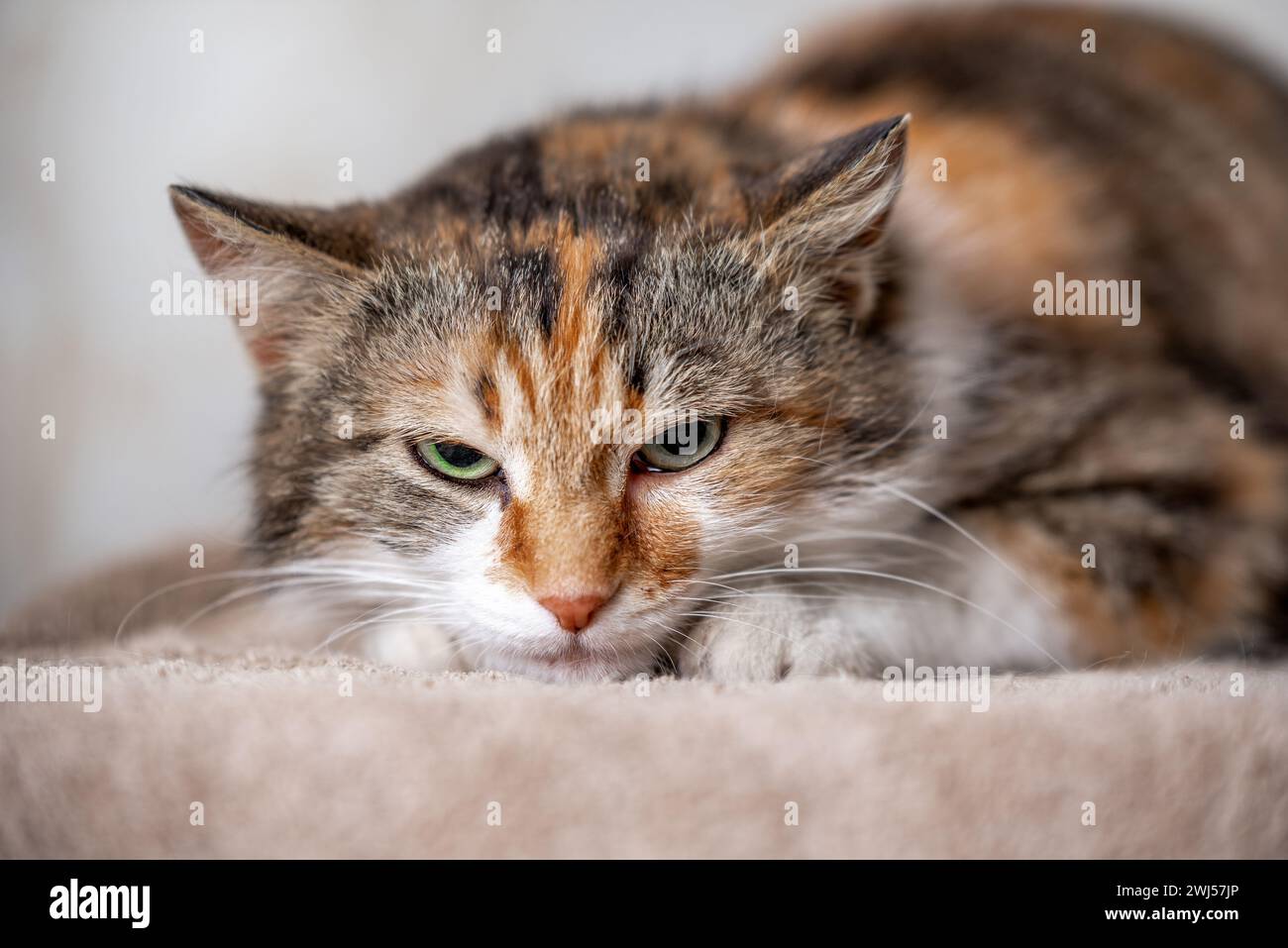 Tricolor mottled angry cat has clung to the carpet and looks ...