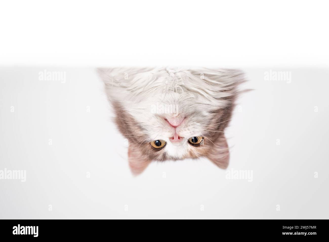 Mongrel long-haired cat peeking out from behind a white partition on a ...