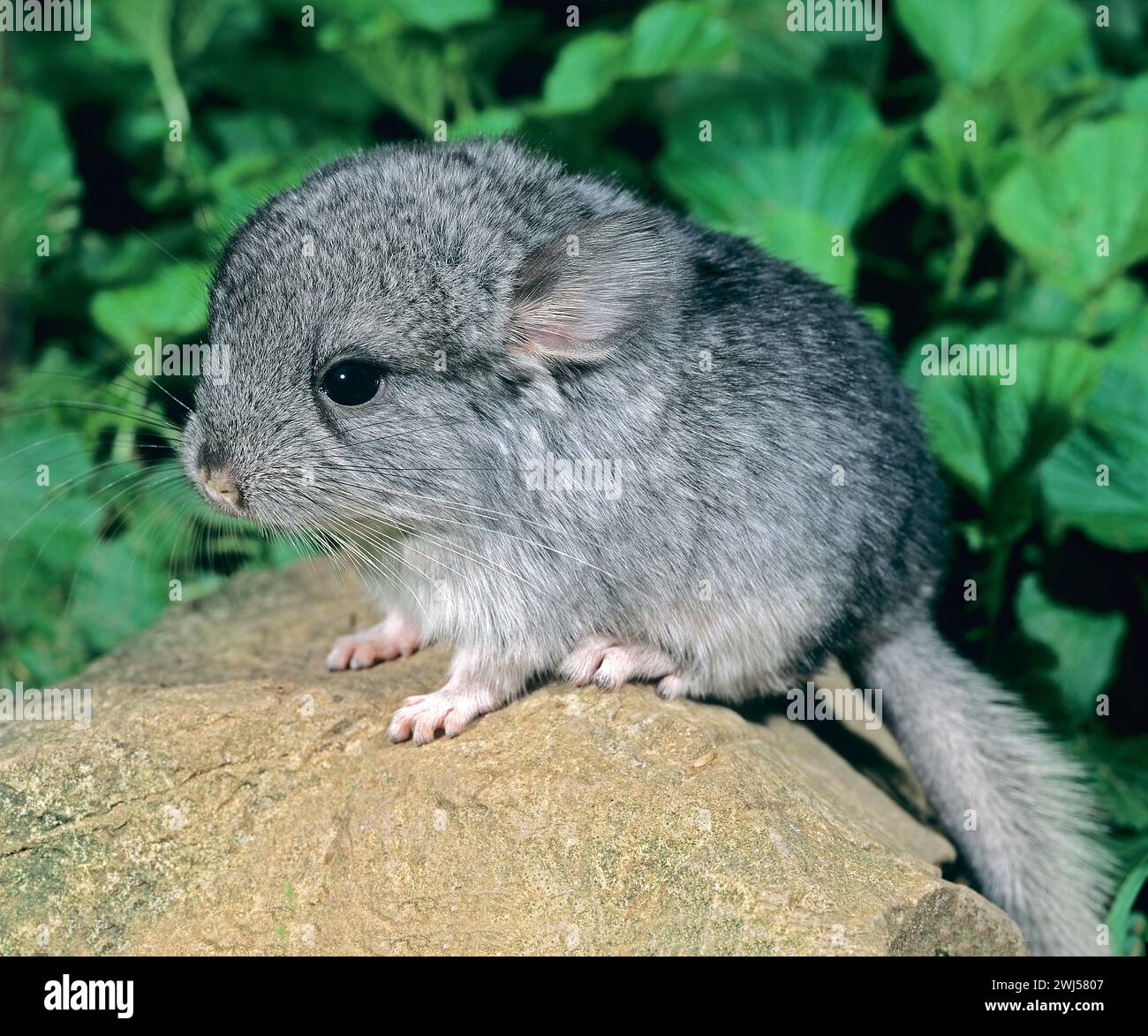 Chinchilla baby, outdors, in garden. Chinchilla laniger pet Stock Photo ...