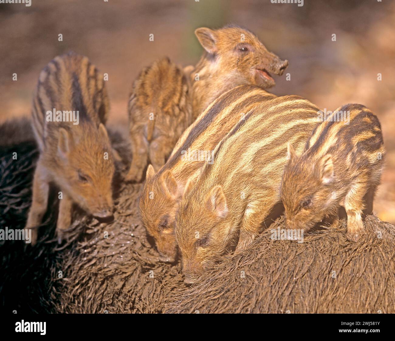 Wild boar babies climbing on father´s back and, the father having ...