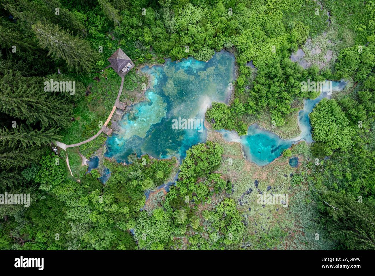 Zelenci Nature Reserve in Slovenia. Mountain wetlands with spring-fed ...