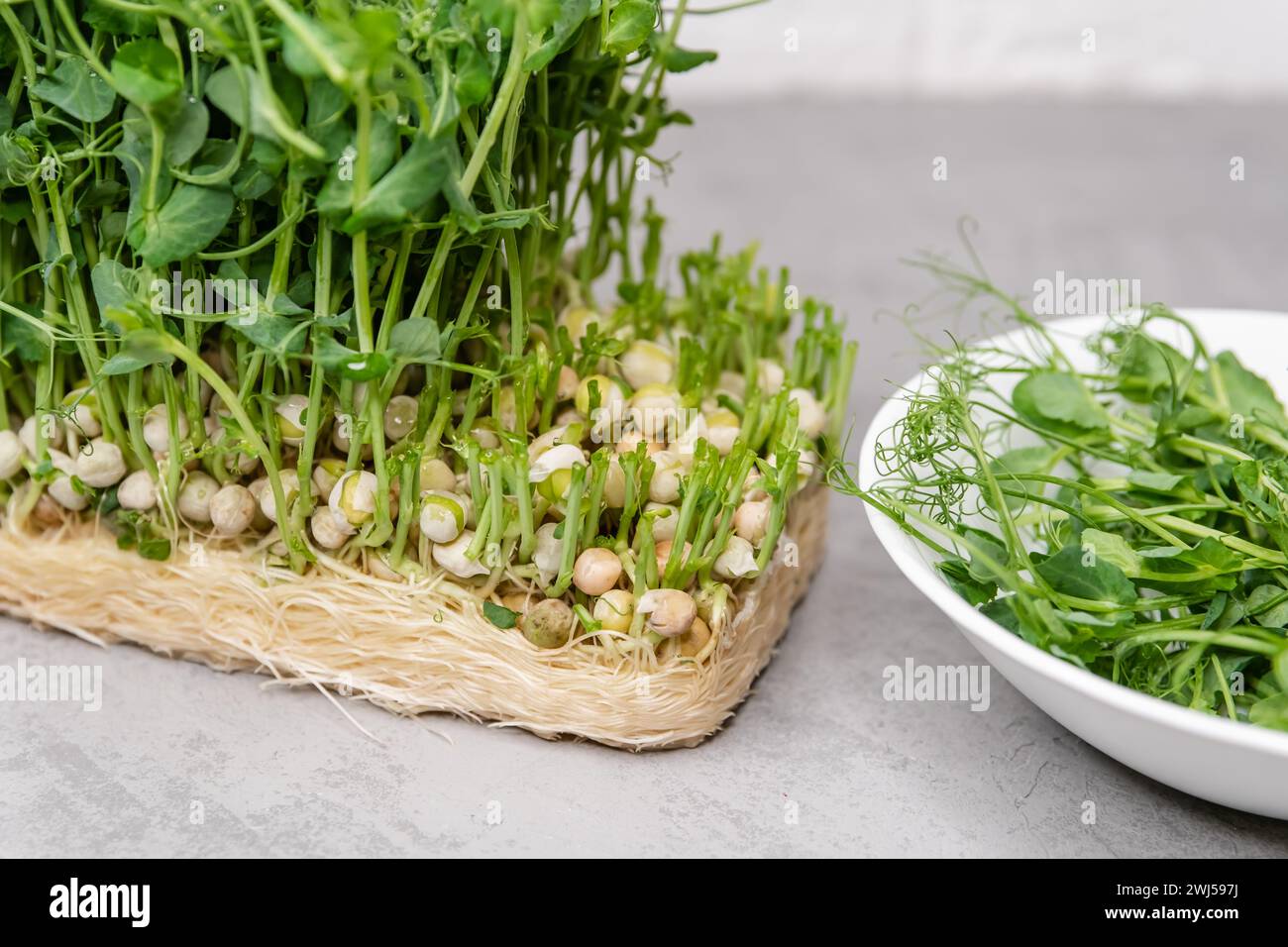 Edible sprouts symbolize health consciousness and sustainable food ...
