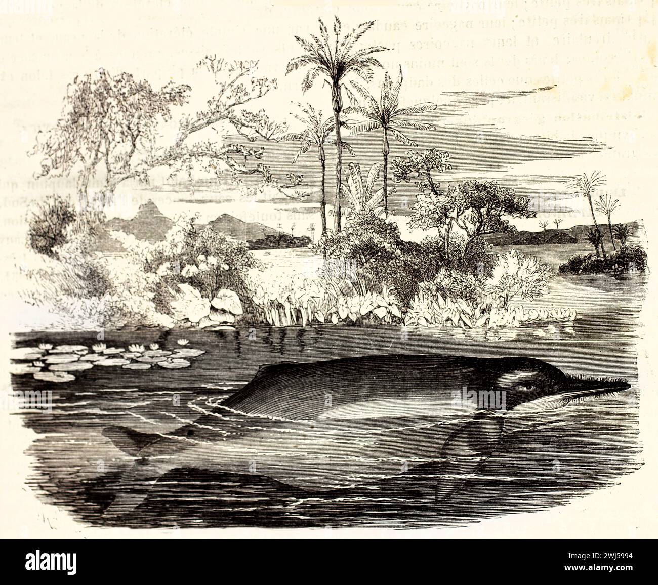 Old engraved illustration of Amazon River Dolphin. Created by ...