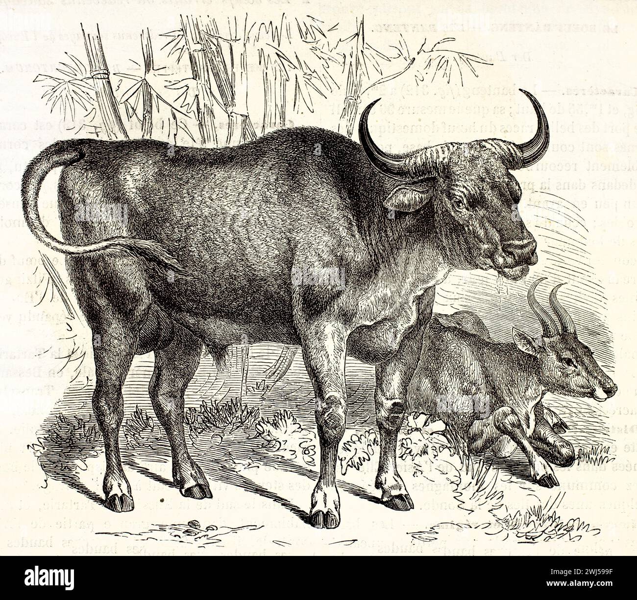 Engraved asian cattle hi-res stock photography and images - Alamy