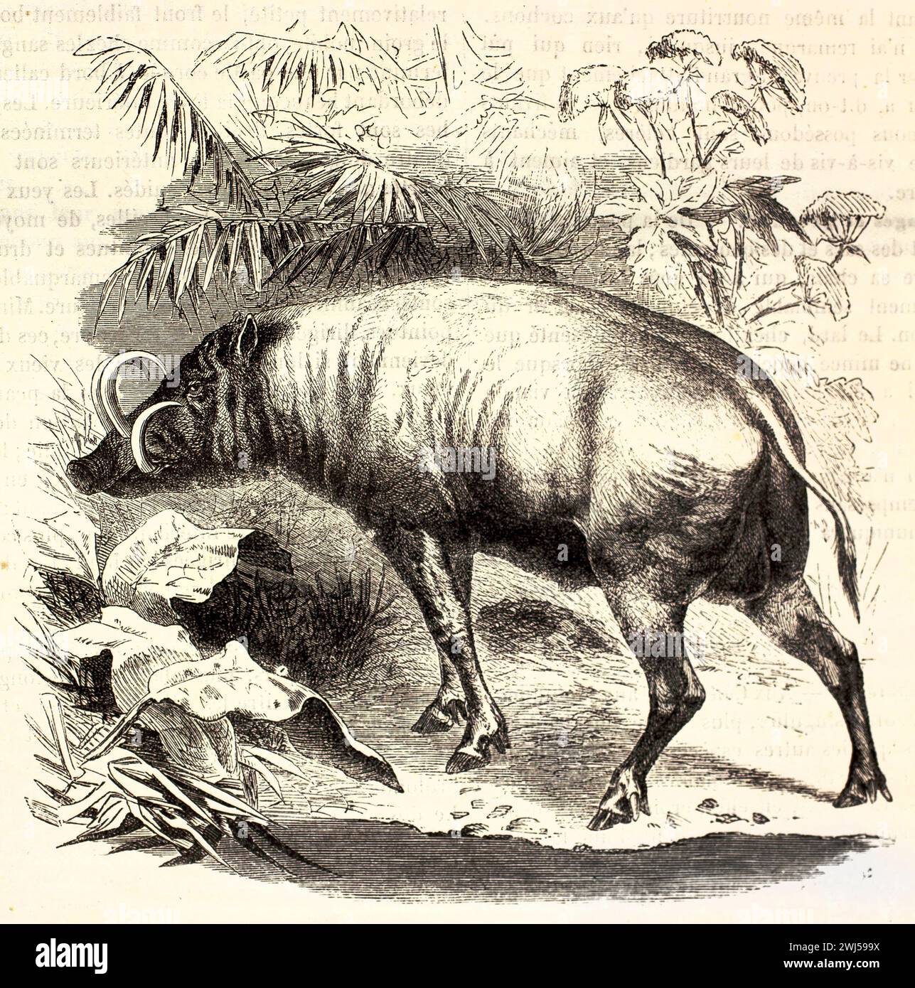 Distinctive fauna hi-res stock photography and images - Alamy