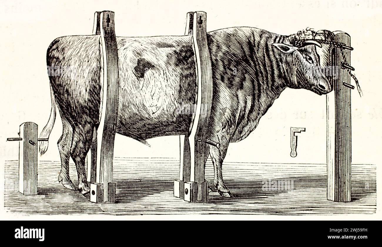 Bovine immobilization hi-res stock photography and images - Alamy