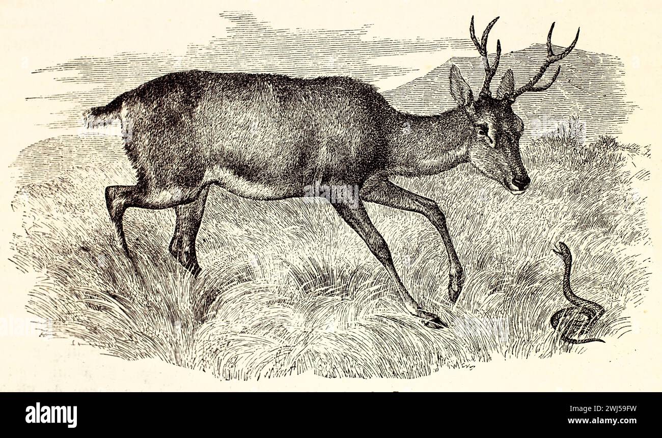 Pampas deer startled by a snake hidden in tall grass, vintage wildlife ...