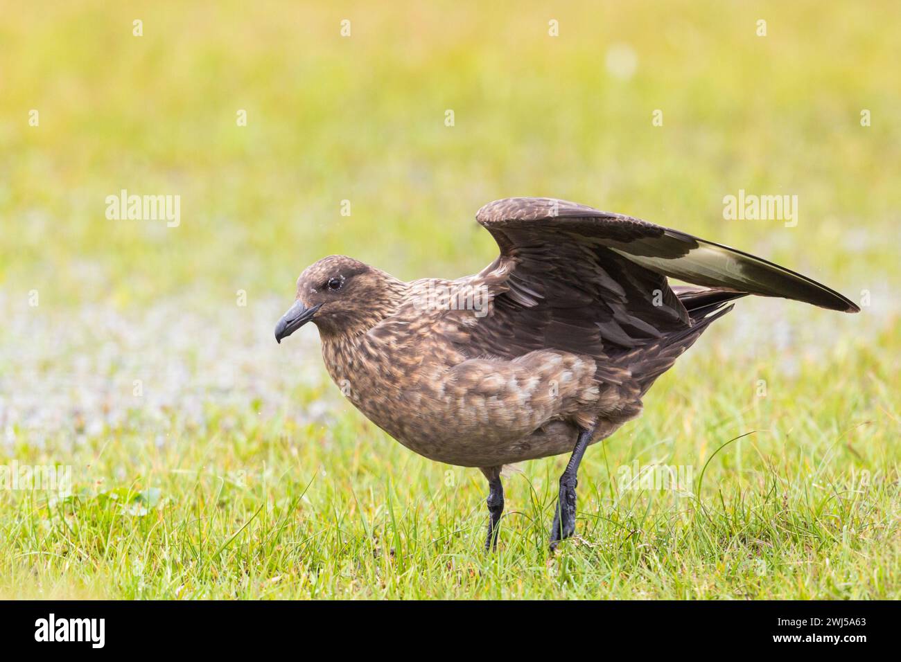 natural great skua (stercorarius skua) standing in green grassland ...