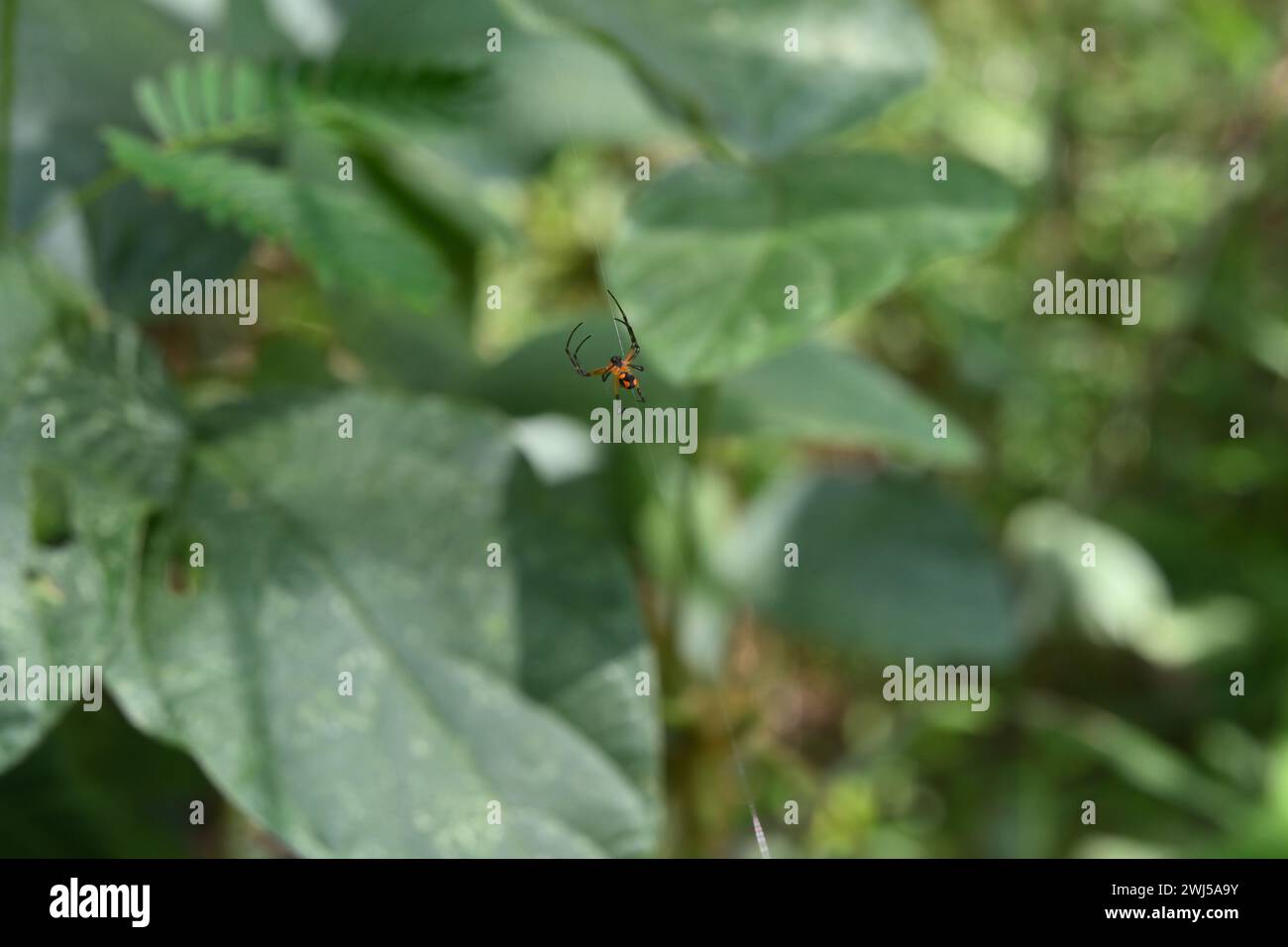 Ventral side view of a very small black spider that has distinctive ...