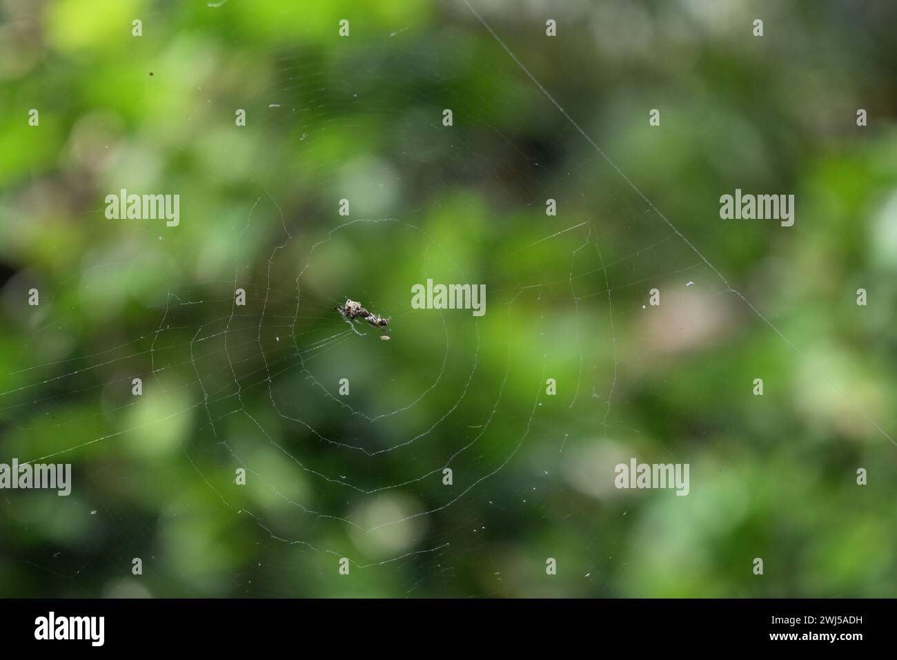 A view of a small spider web showing a tangled little insect and some ...