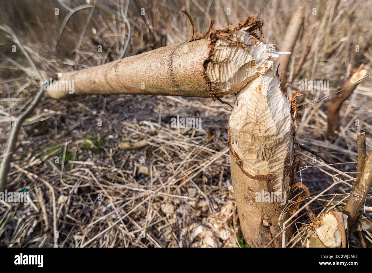 A damaged tree by a beaver Stock Photo - Alamy