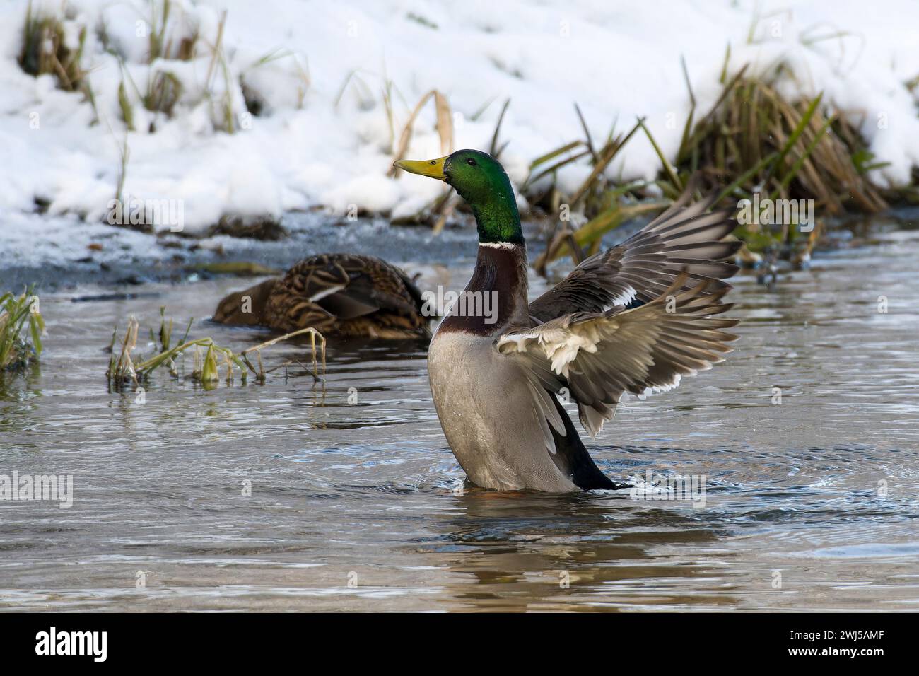 Mallard grooming anas platyrhynchos hi-res stock photography and images ...