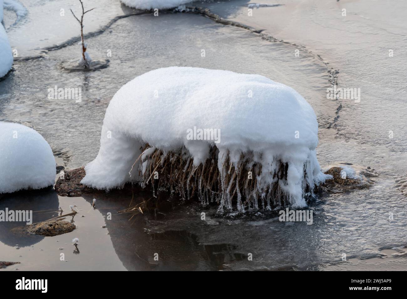 Snow and ice over plant surrounded of water Stock Photo - Alamy