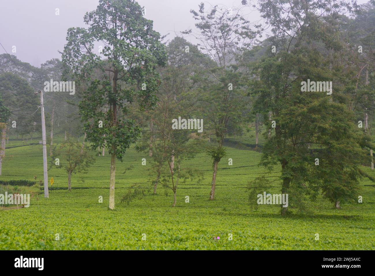 Landscape of the Tambi tea garden in the city of Wonosobo Stock Photo ...