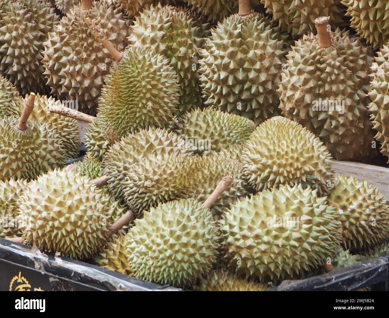 Fresh durian fruits with green thorny hard shell and fleshy yellowish ...
