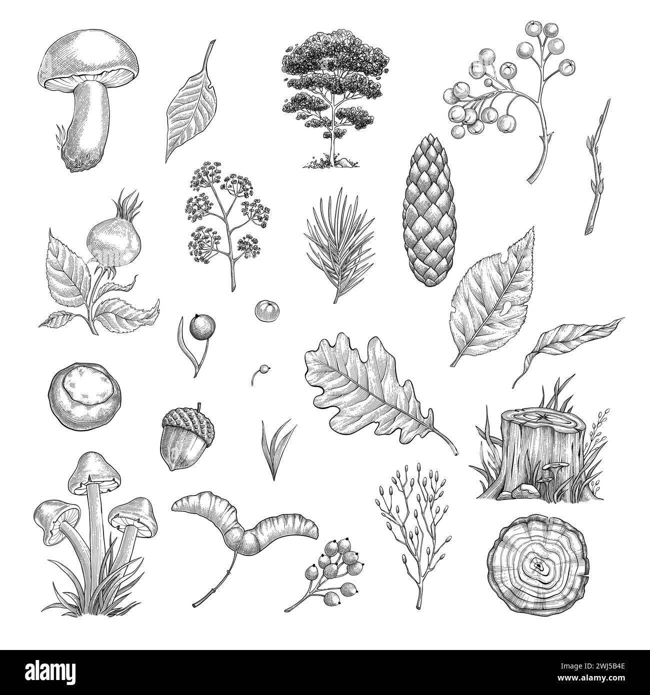 Set of hand drawn architect trees, mushrooms, leaves, plants nuts ...