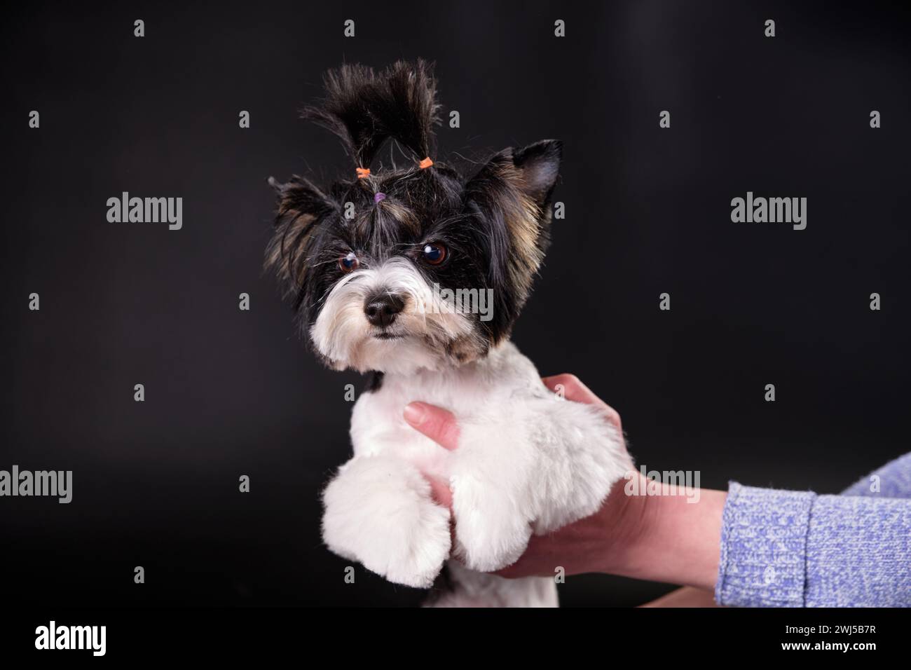 Beaver Yorkshire Terrier puppy in his arms on a black background. Close ...