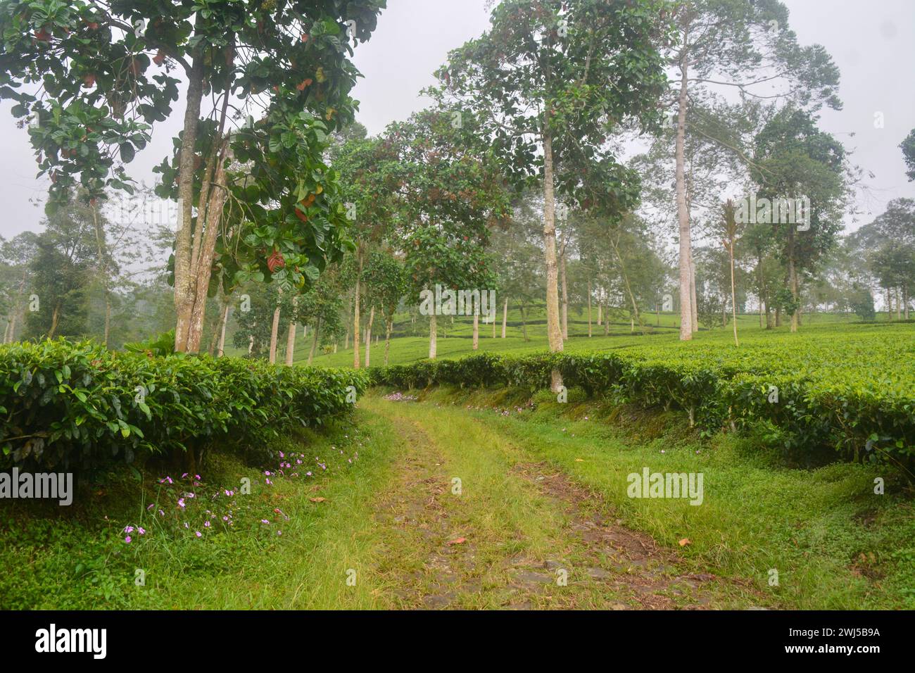 Landscape of the Tambi tea garden in the city of Wonosobo Stock Photo ...