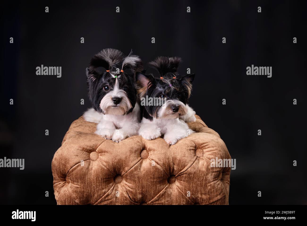 Two beautiful beaver Yorkshire Terrier puppies lying on a golden pouf ...