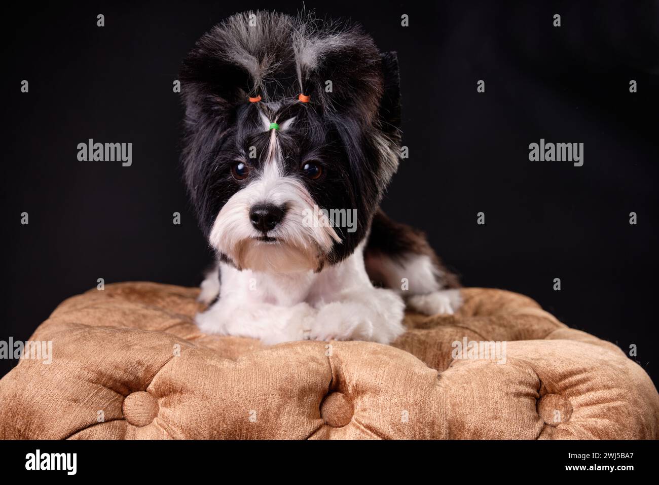 Perfectly groomed beaver Yorkshire Terrier close-up lying on a pouf on ...