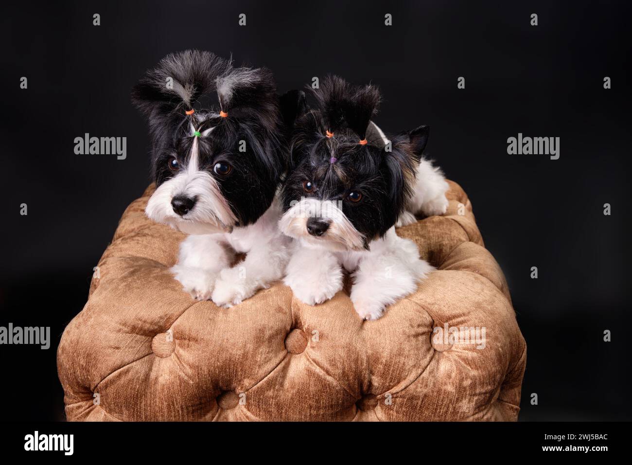 Two beautiful beaver Yorkshire Terrier puppies lying on a golden pouf ...