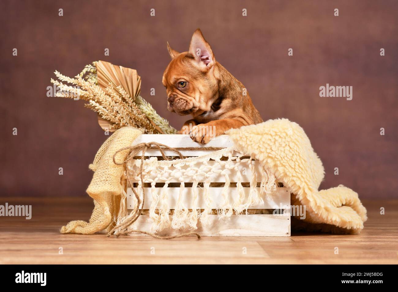 Mocca French Bulldog dog puppy sitting in box with natural boho style ...