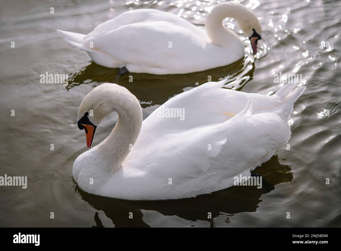 Pair white swans swim in hi-res stock photography and images - Alamy