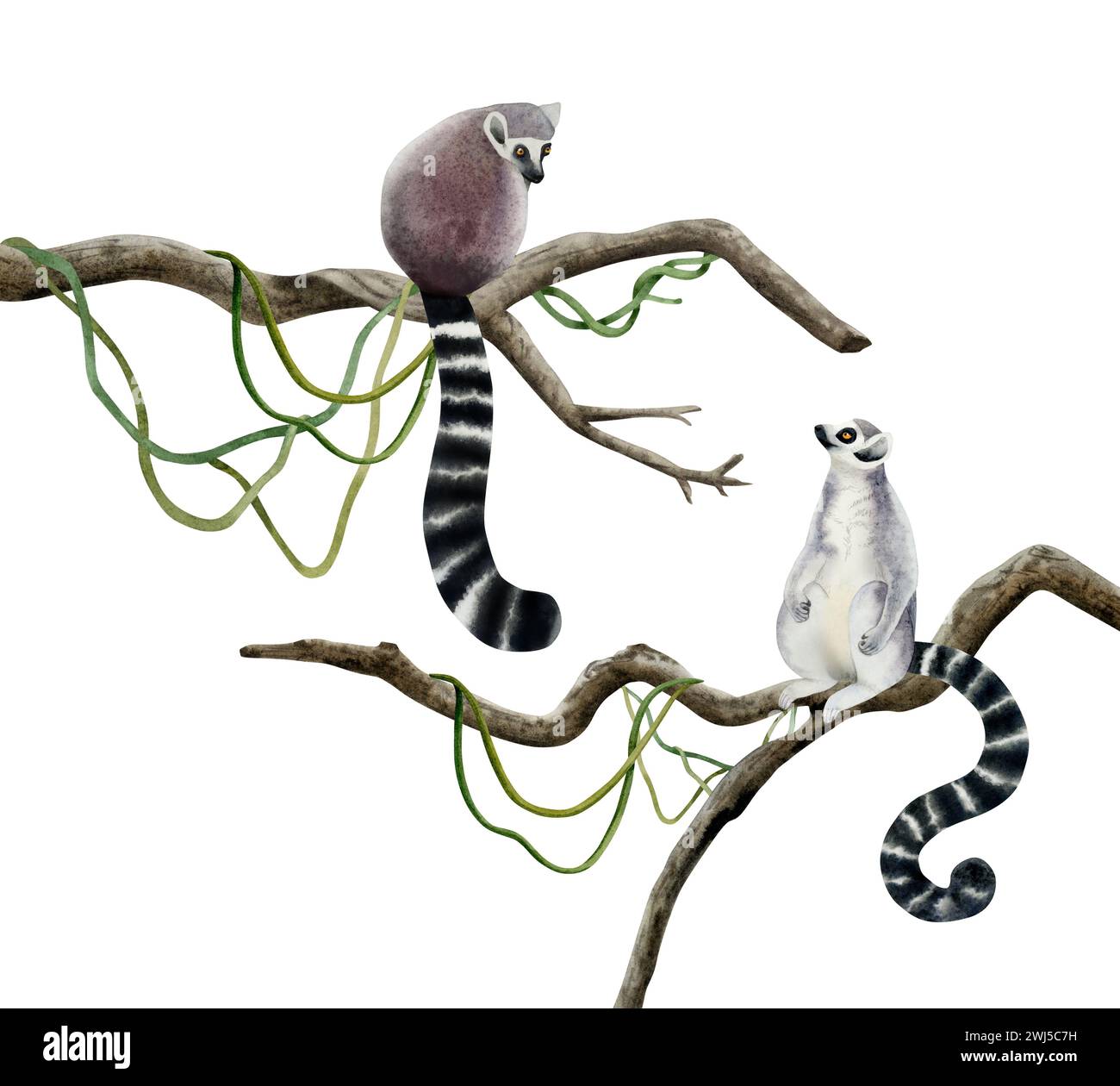 Lemurs monkeys sitting on a branch with tropical vines watercolor ...