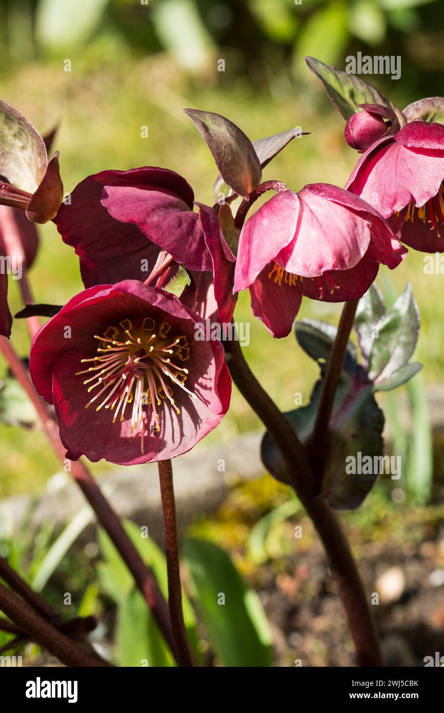 Hellebore family hi-res stock photography and images - Alamy