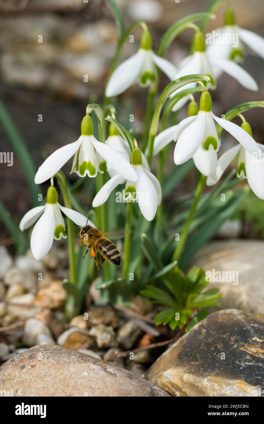 Snowdrops sunshine hi-res stock photography and images - Alamy