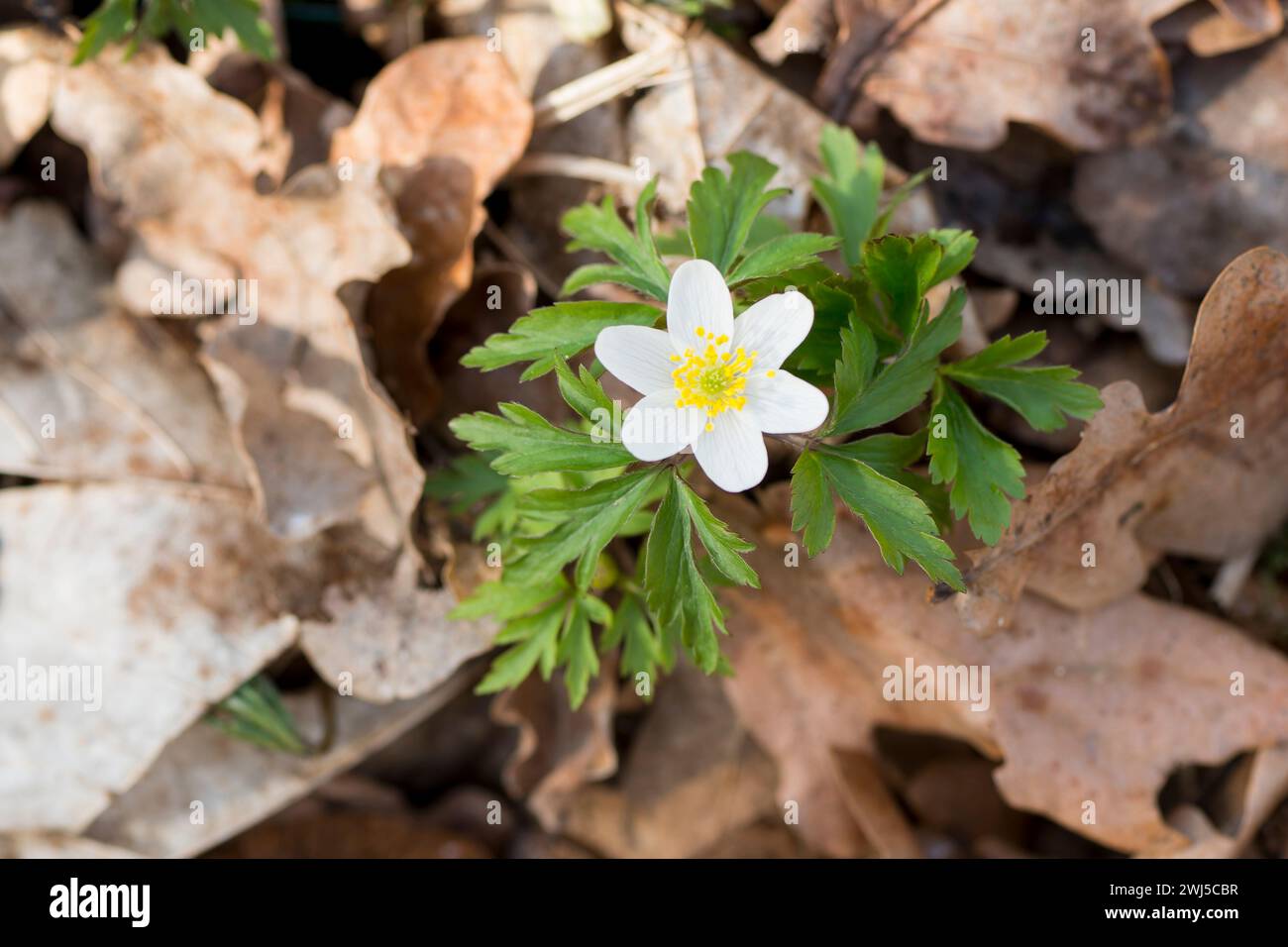 Wood anemone in the forest Stock Photo - Alamy