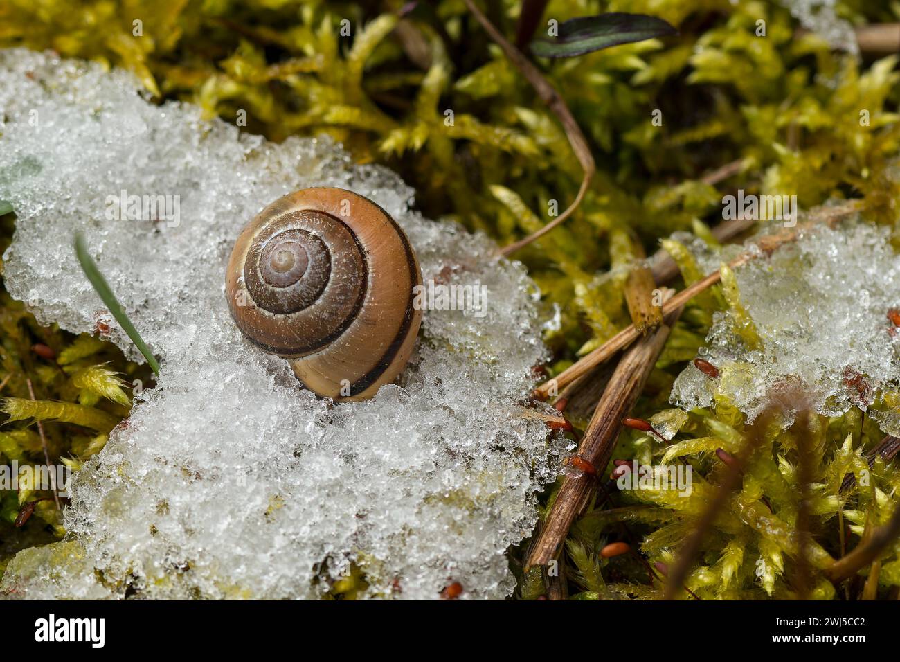 Hain snail hi-res stock photography and images - Alamy