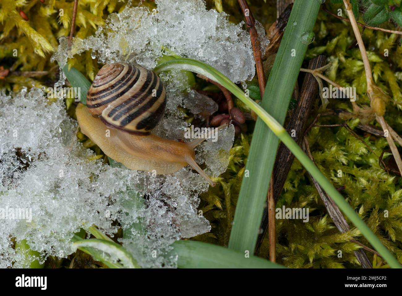 Hain snail hi-res stock photography and images - Alamy