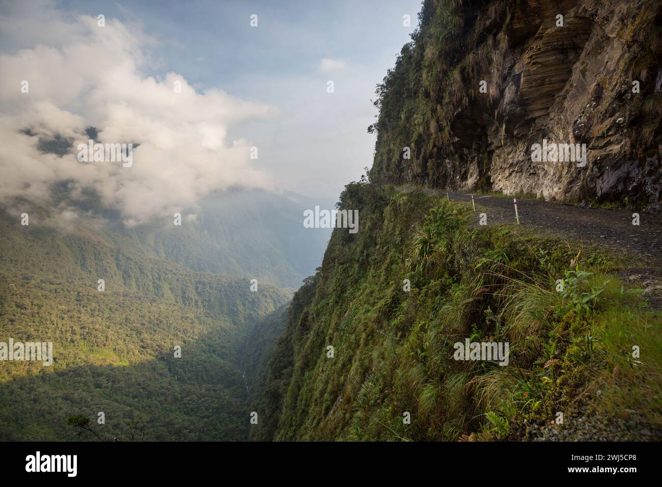 Deep south america trees road hi-res stock photography and images - Alamy