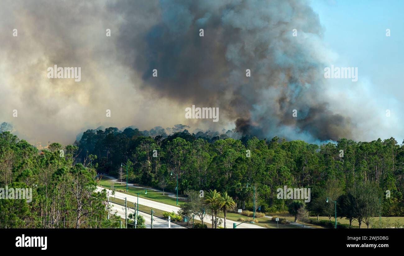 Aerial view of large wildfire burning severely in Florida jungle woods ...