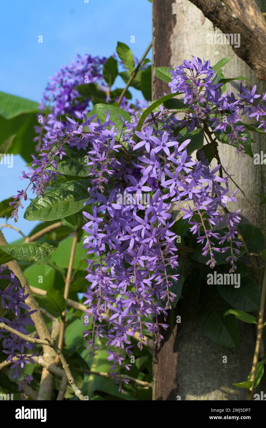 Petrea volubilis, commonly known as purple wreath, queen's wreath or ...