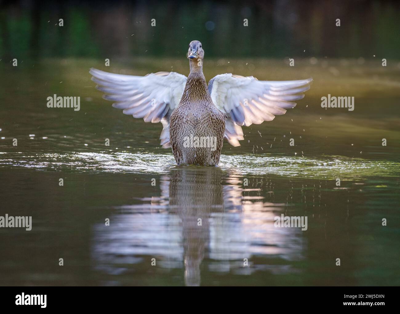 Duck beak wide open hi-res stock photography and images - Alamy