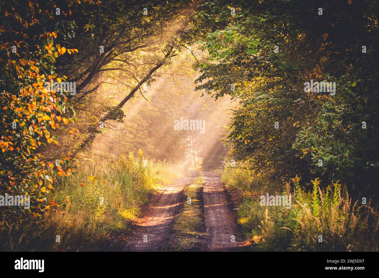 Pathway glow hi-res stock photography and images - Alamy