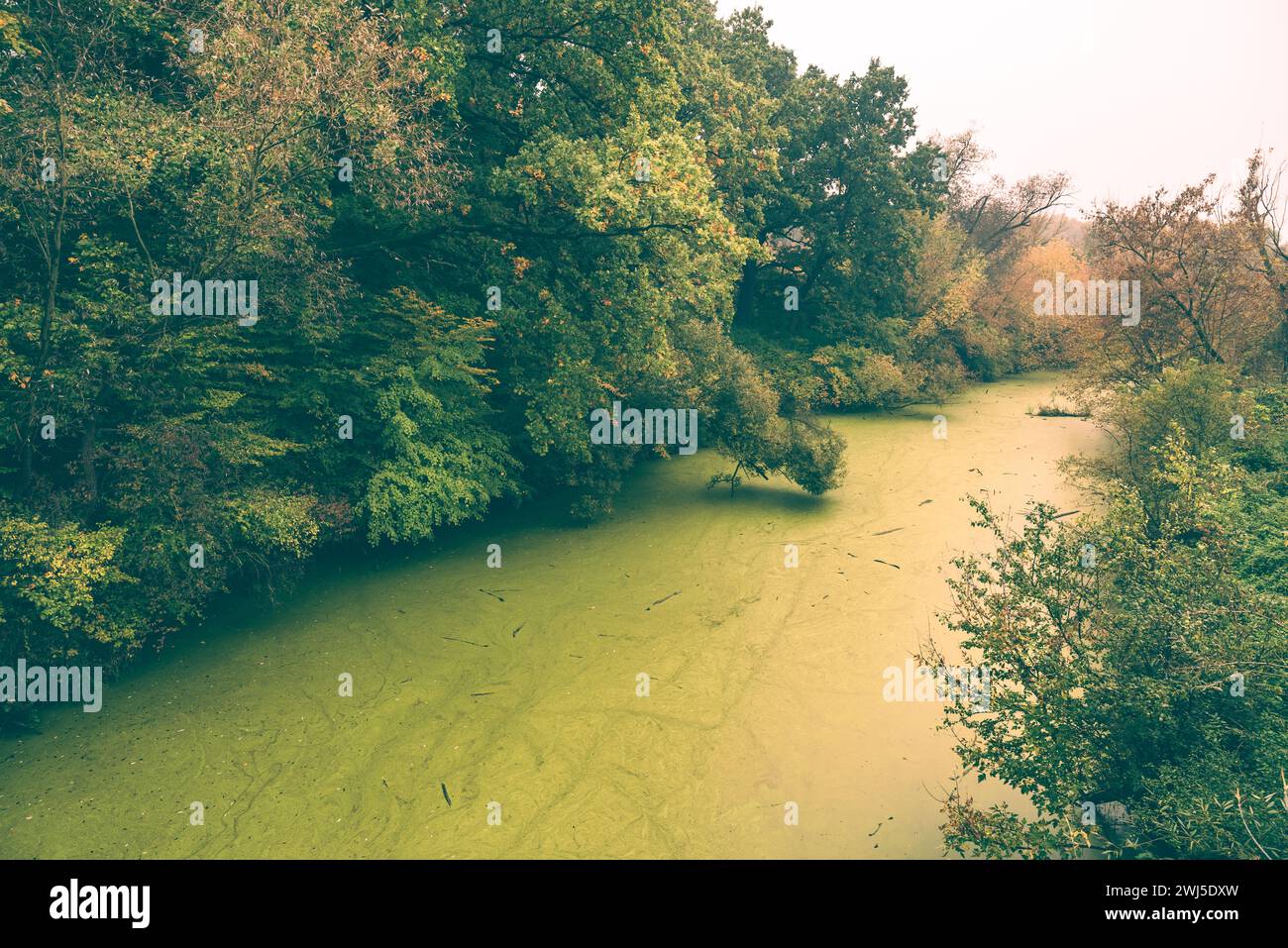 A scenic view of a swamp lined with lush greenery Stock Photo - Alamy