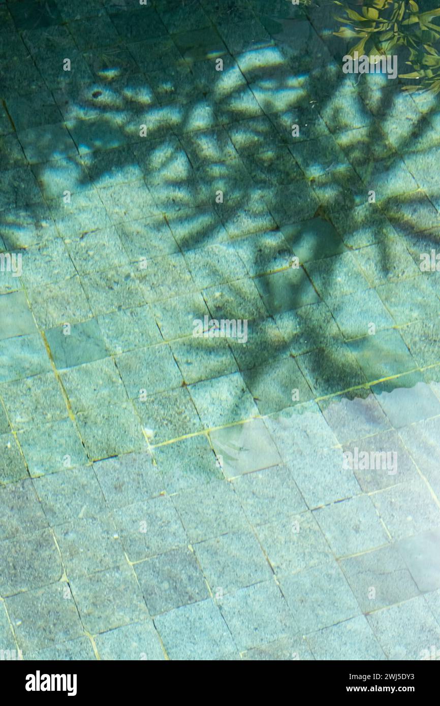 Silhouette shadow palm leaves motion hi-res stock photography and ...