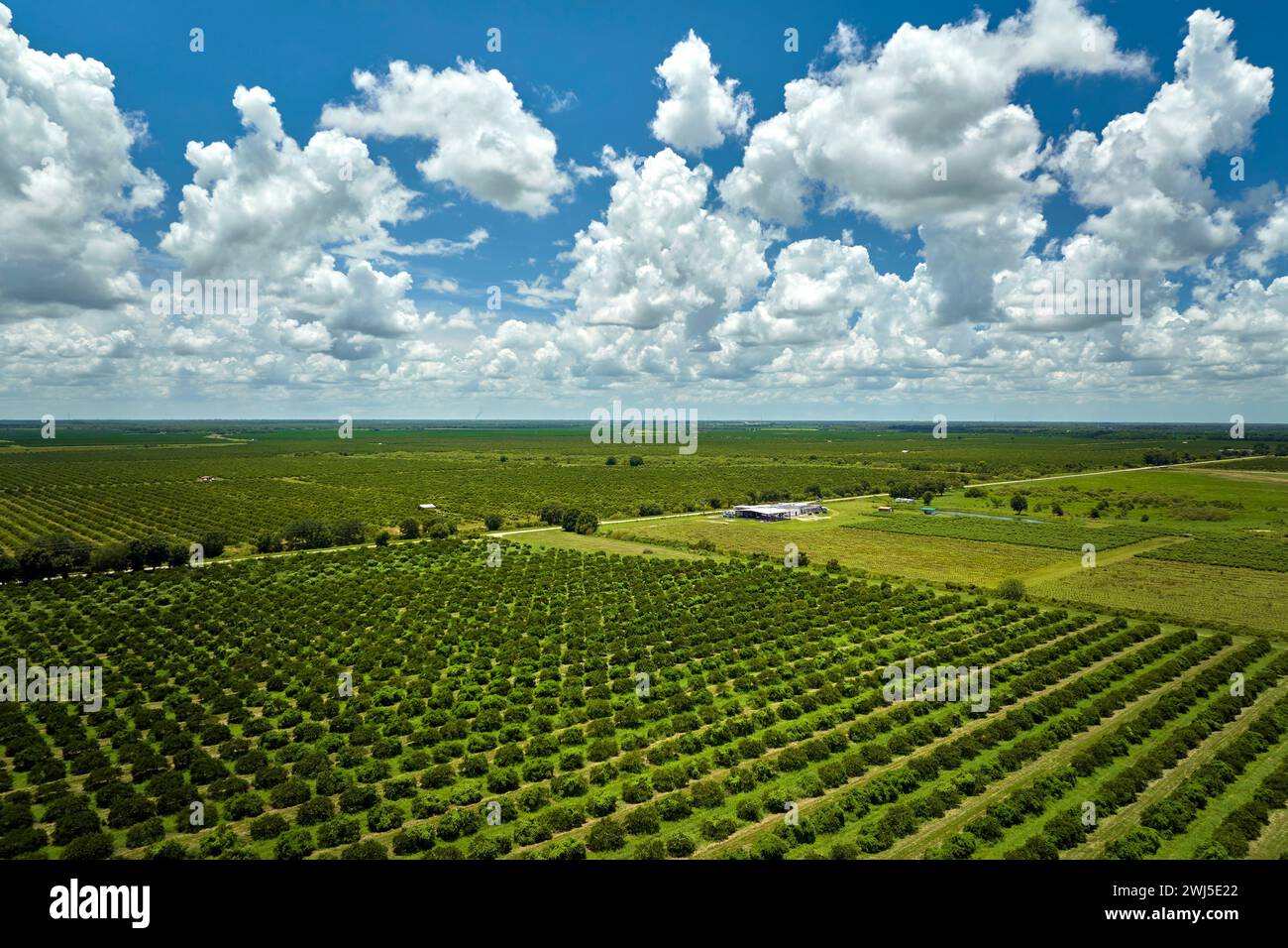Aerial view of citrus tree usa hi-res stock photography and images - Alamy